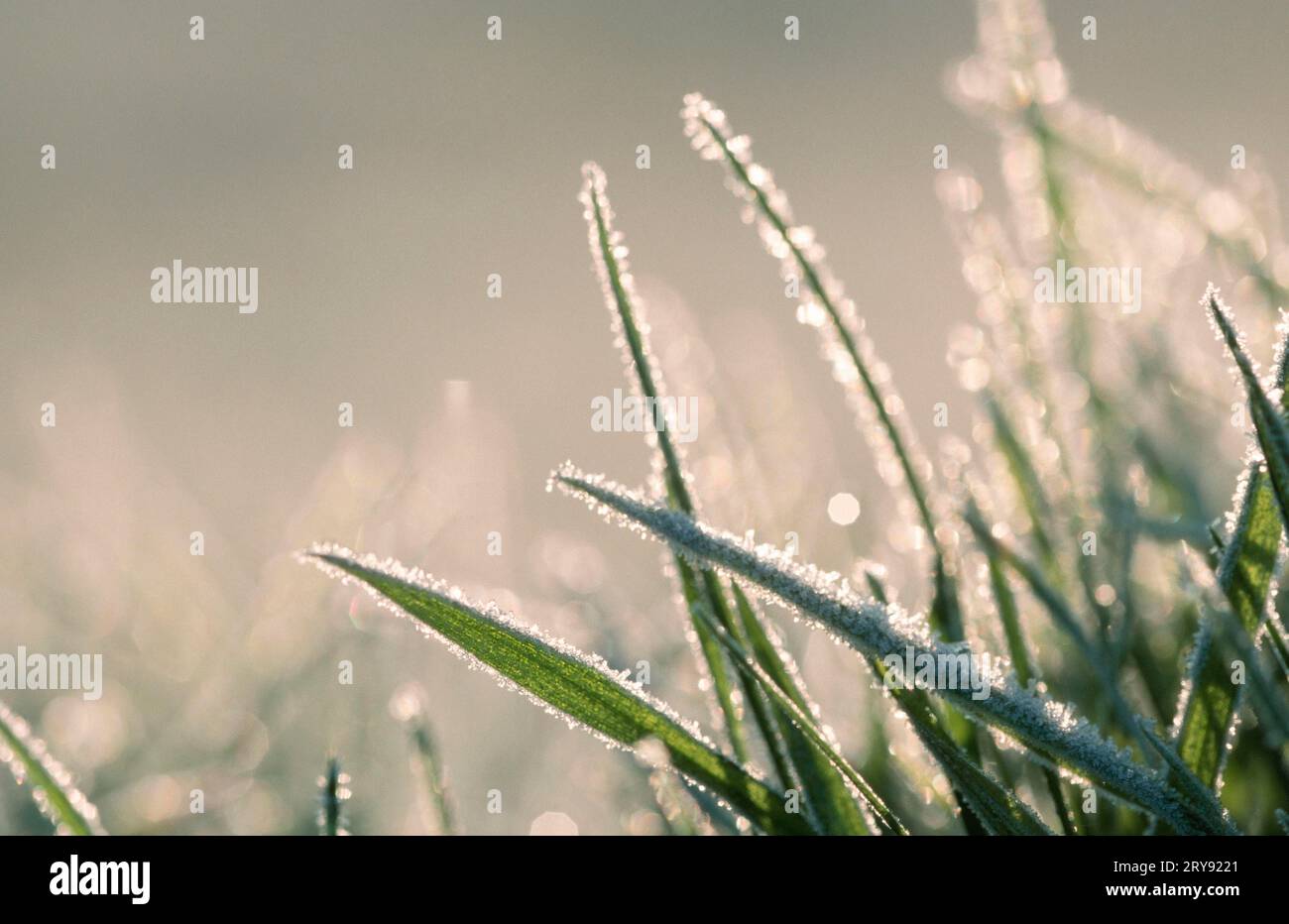 Grass with meadow foxtail (Alopecurus pratensis), Germany Stock Photo ...