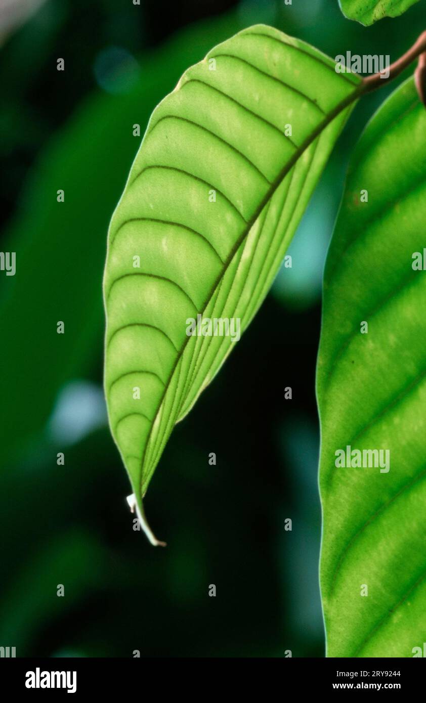 Guanacaste Tree (Enterolobium cyclocarpum), Elephant's Earpod ...