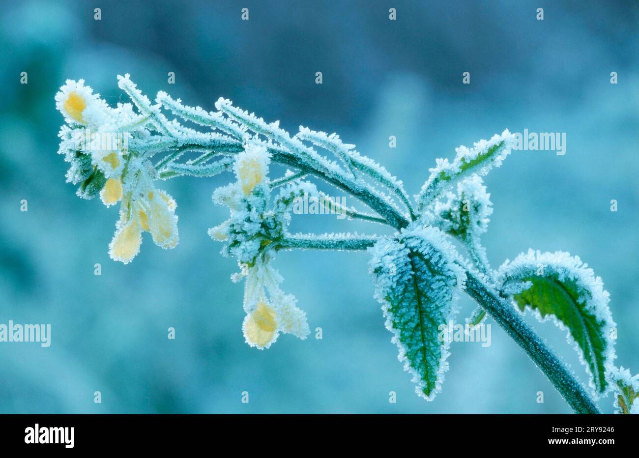Charlock sinapis arvensis flower hi-res stock photography and images ...