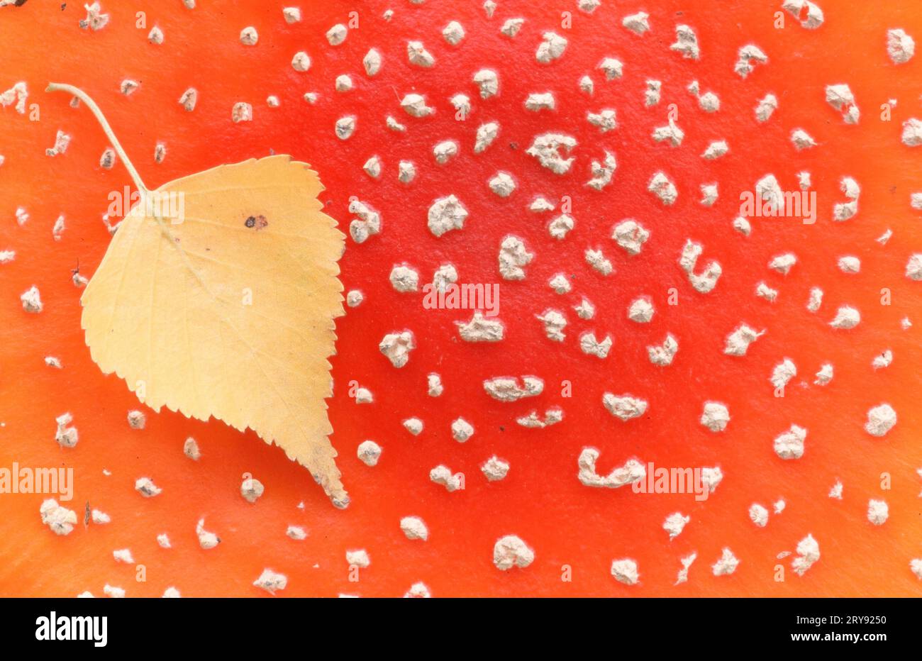 Birch (Betula) leaf on toadstool (Amanita muscaria), North Rhine ...