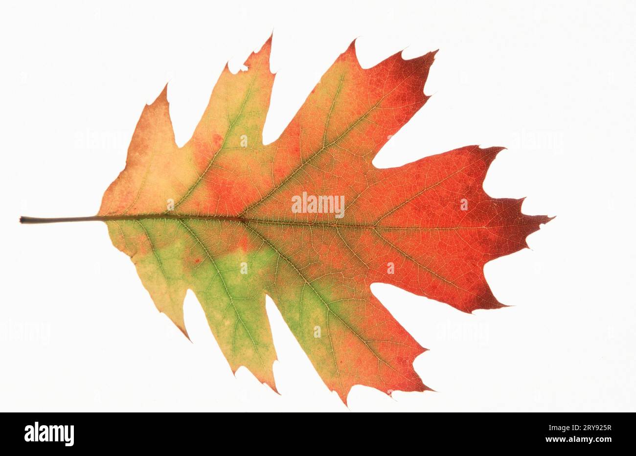 Northern oak Cut Out Stock Images & Pictures - Alamy