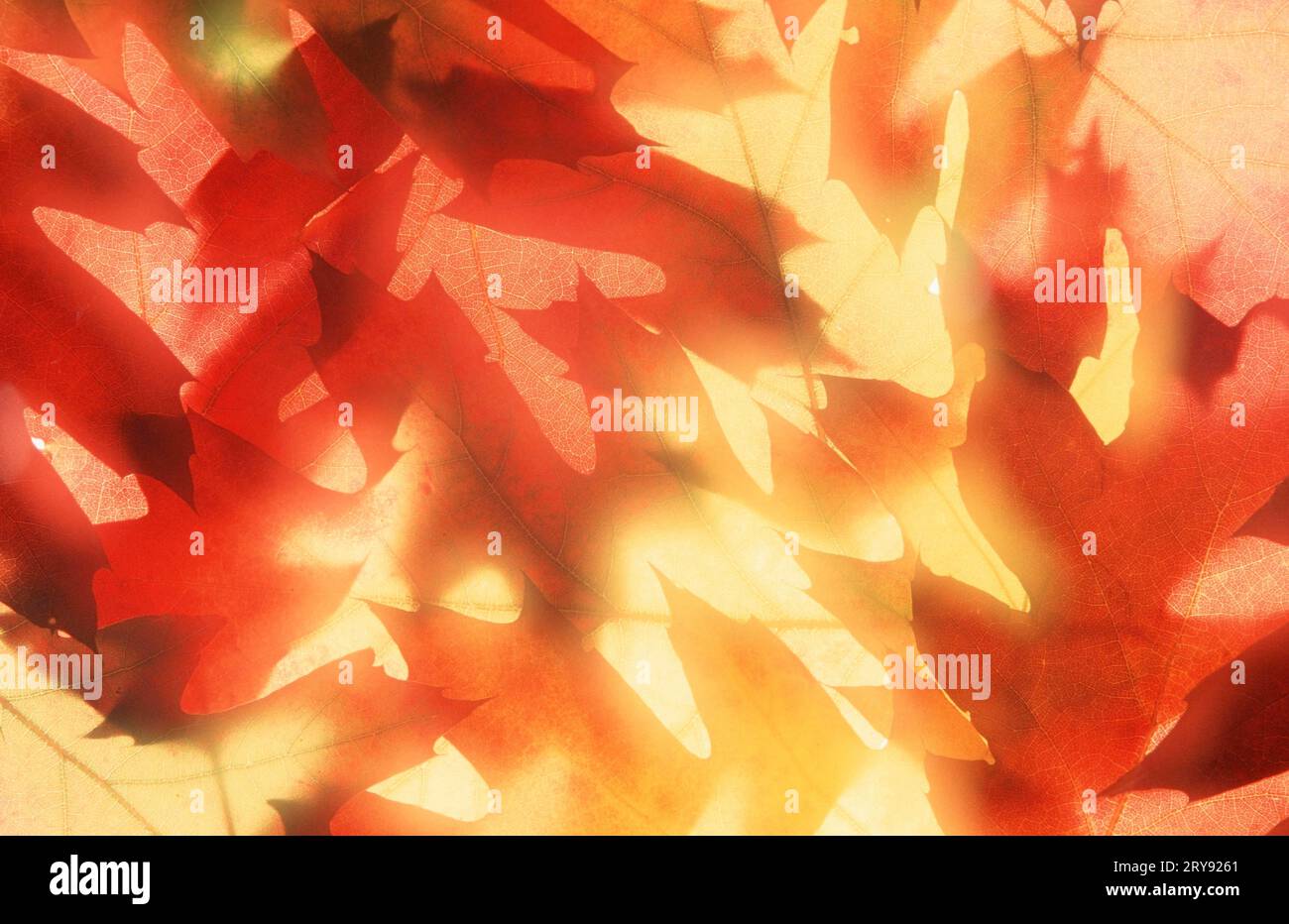 Northern red oak (Quercus rubra), leaves, oak, beech family Stock Photo ...