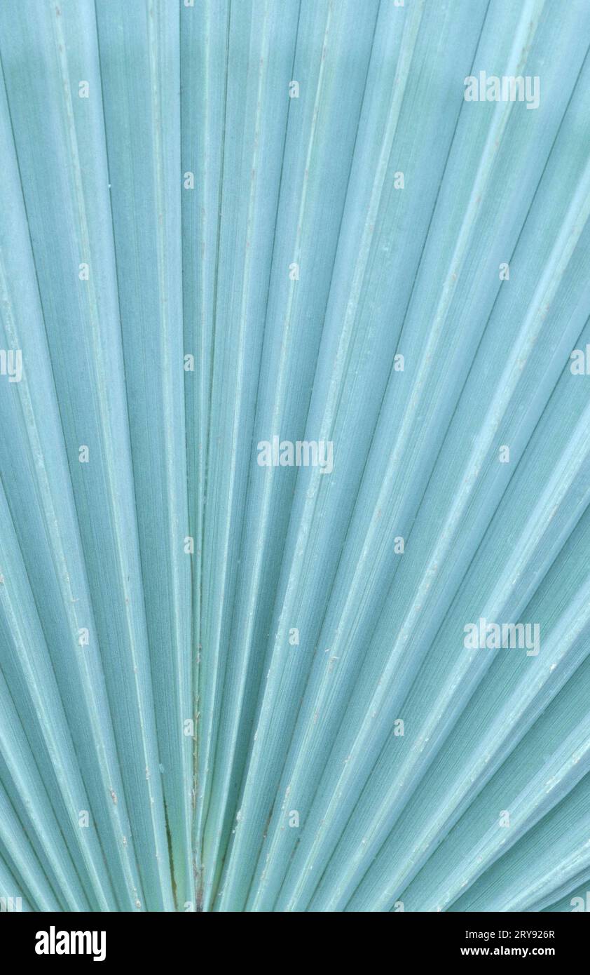 Everglades palm detail hi-res stock photography and images - Alamy