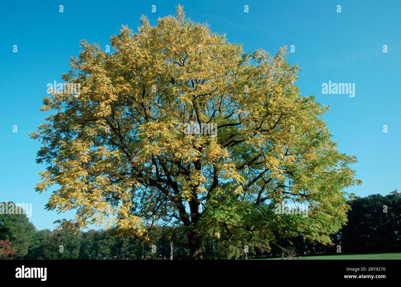 Solitary black walnut tree hi-res stock photography and images - Alamy