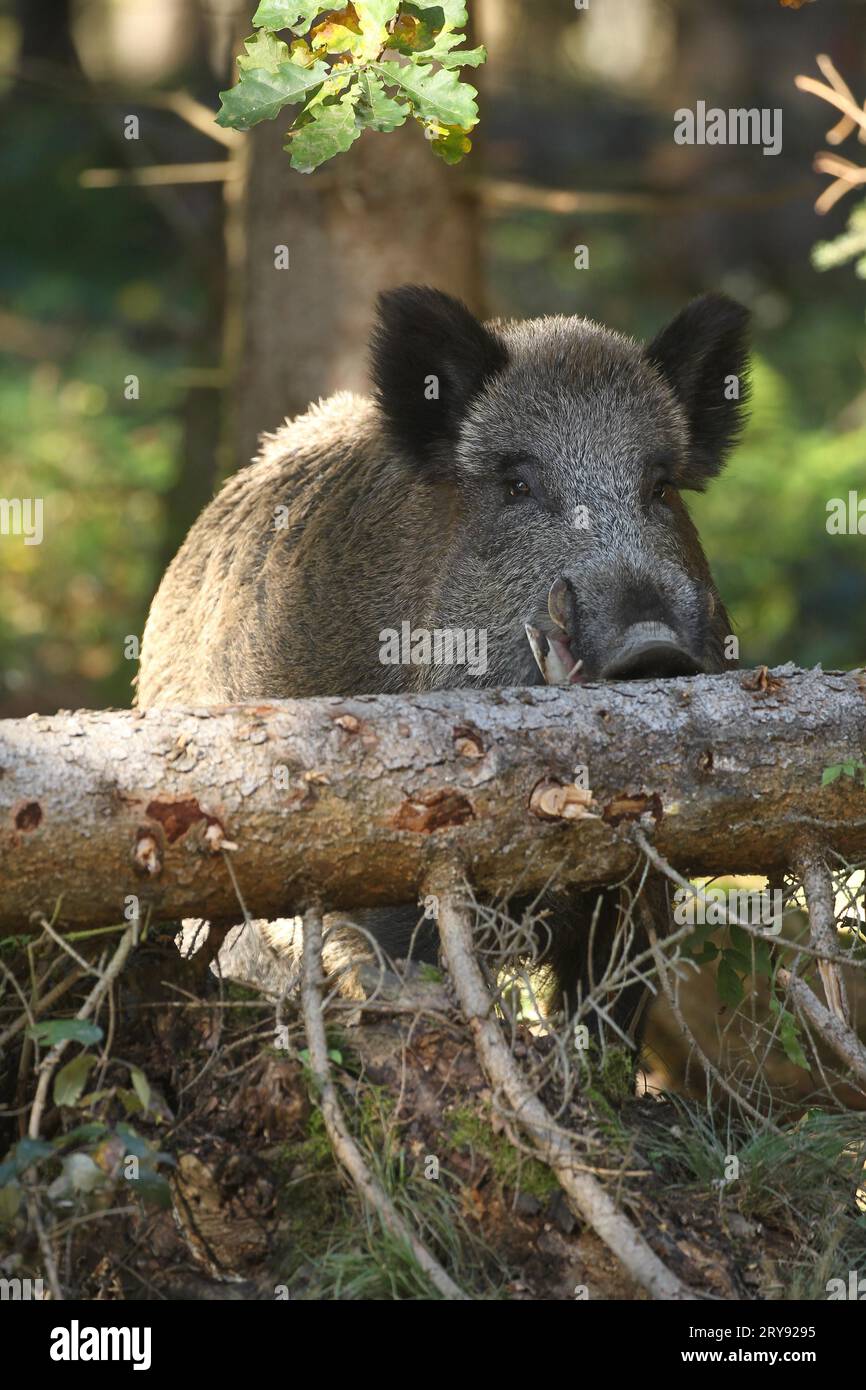 Wild boar (Sus scrofa) Boar securing behind surrounding tree, Allgaeu ...