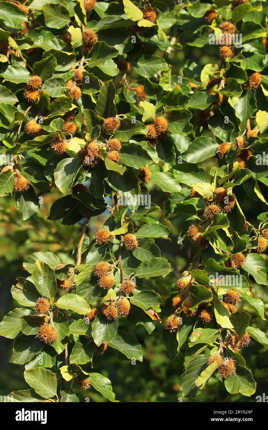 Common beech (Fagus sylvatica) ripe fruits, so-called Buckeckern ...