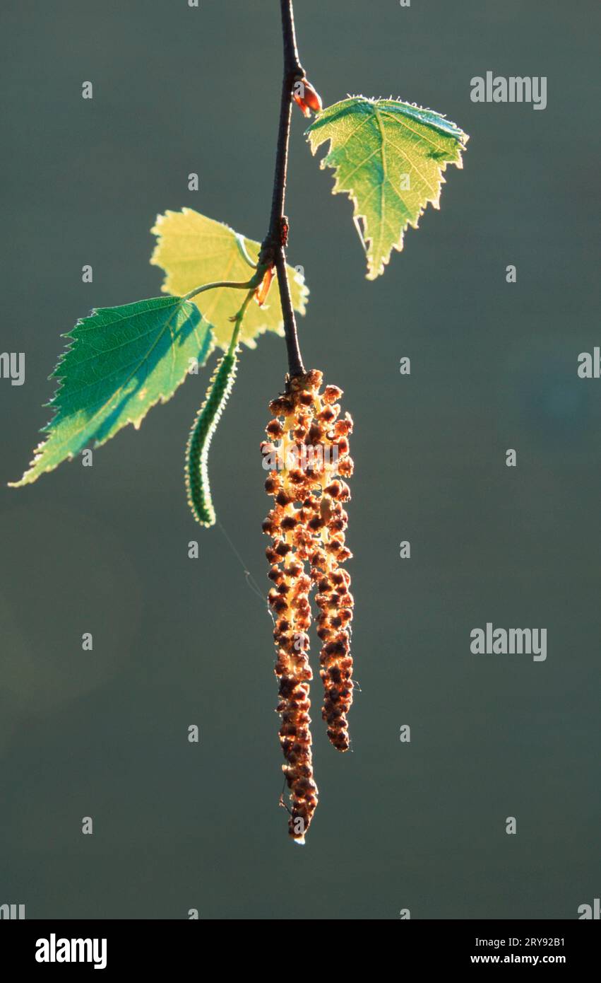 Silver birch tree flower catkin hi-res stock photography and images - Alamy