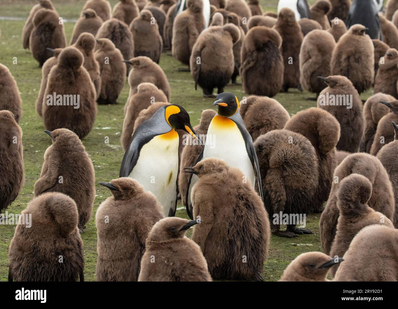 King Penguins with Chicks Stock Photo - Alamy