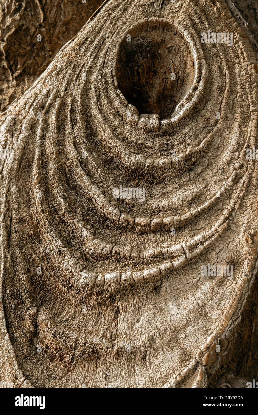 Close-up of a dry branch cut from a tree, photographic background Stock ...
