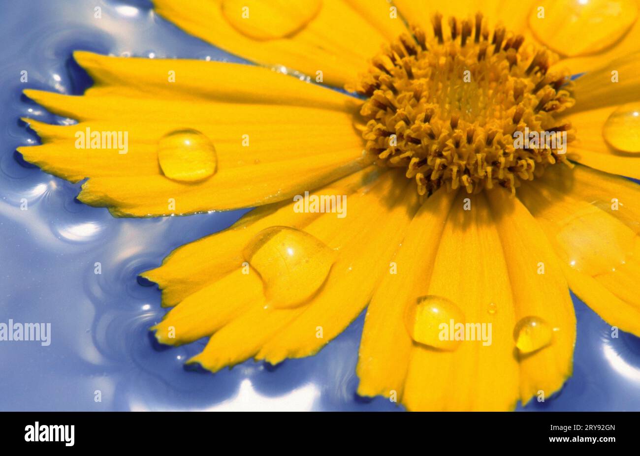 Flower with water drop Stock Photo - Alamy