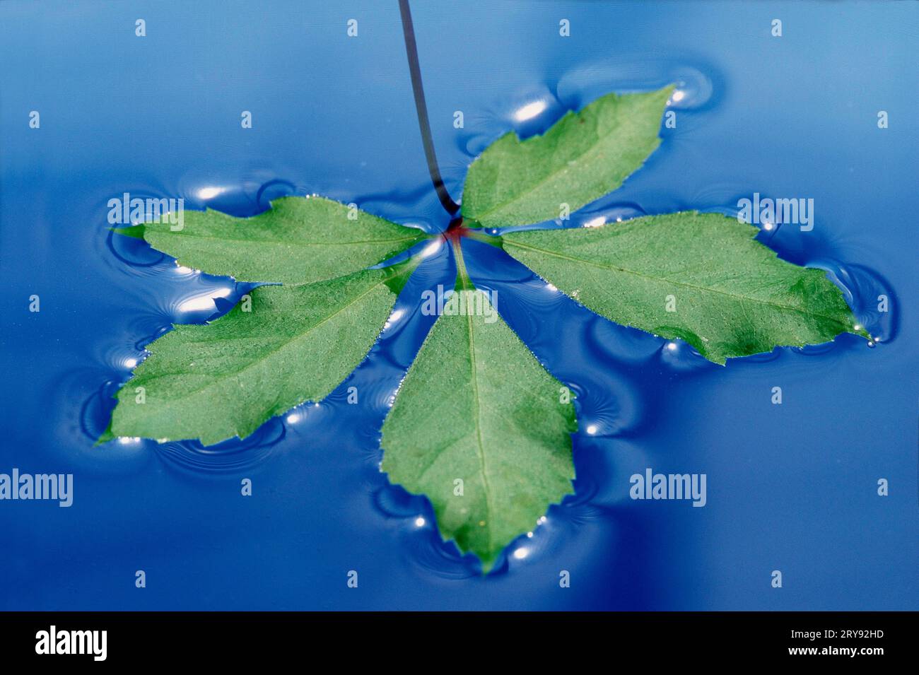 Leaf on water Stock Photo - Alamy