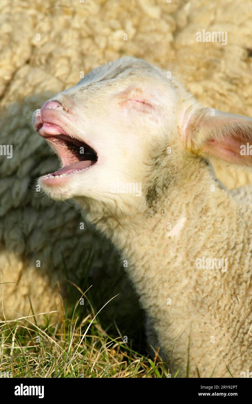 LAND SHEEP MERINO Stock Photo - Alamy