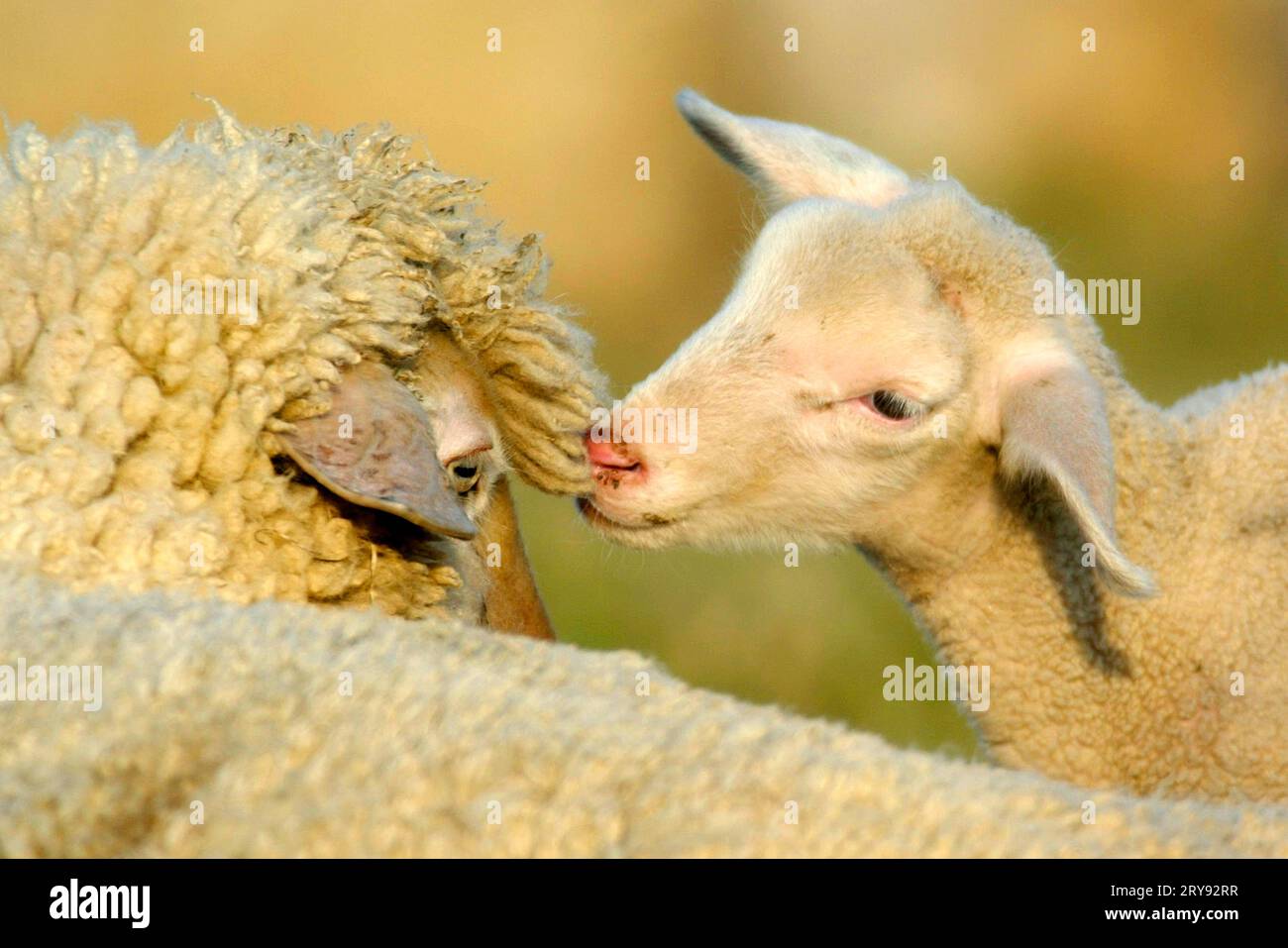 LAND SHEEP MERINO Stock Photo - Alamy
