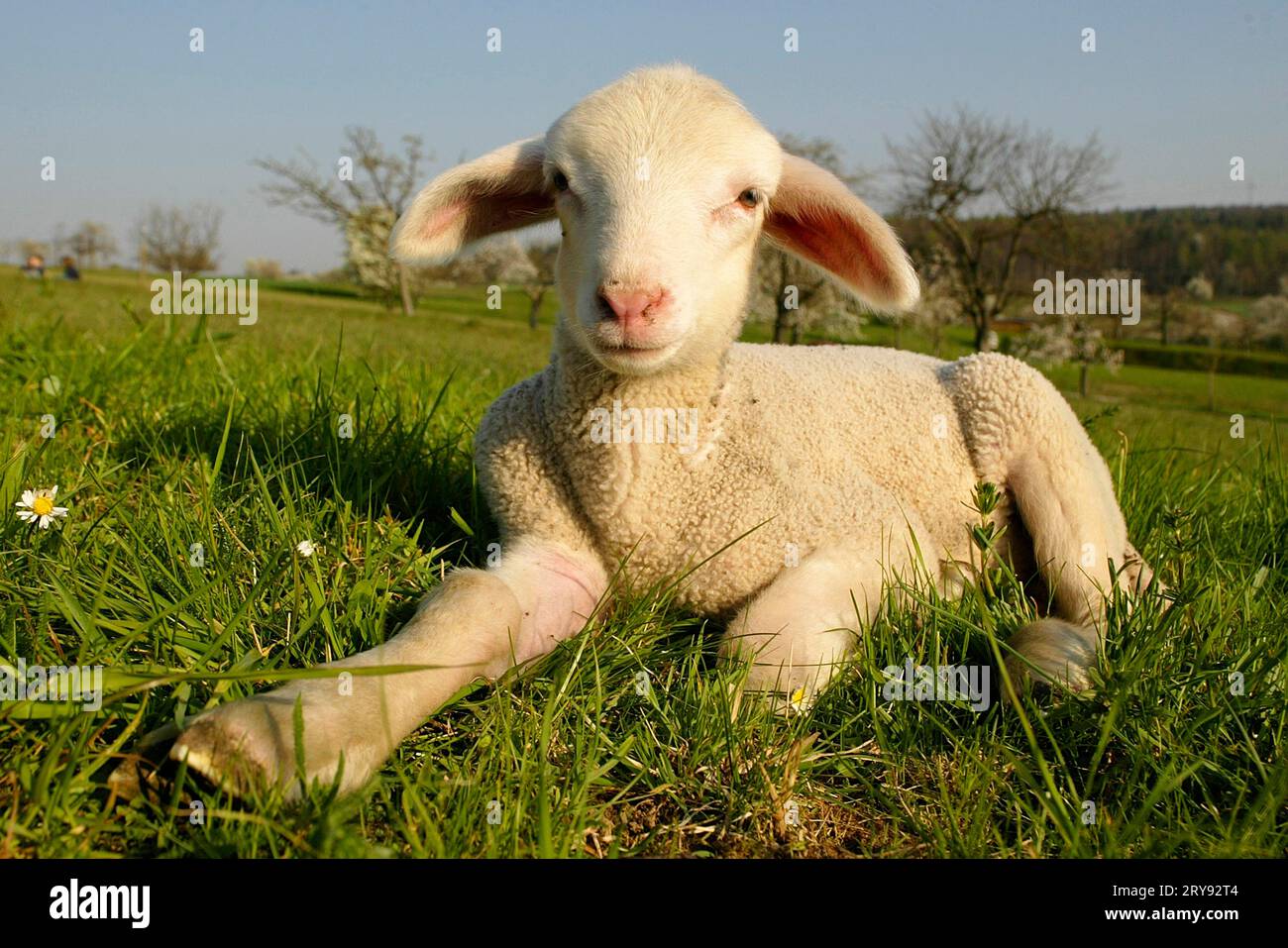 Merino meat sheep hi-res stock photography and images - Alamy