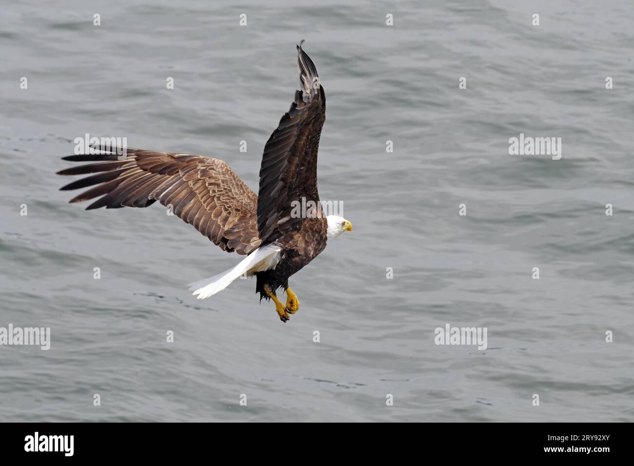 Bald eagle in flight, heraldic bird, proud, majestic, Prince Rupert, British Columbia, Canada ...