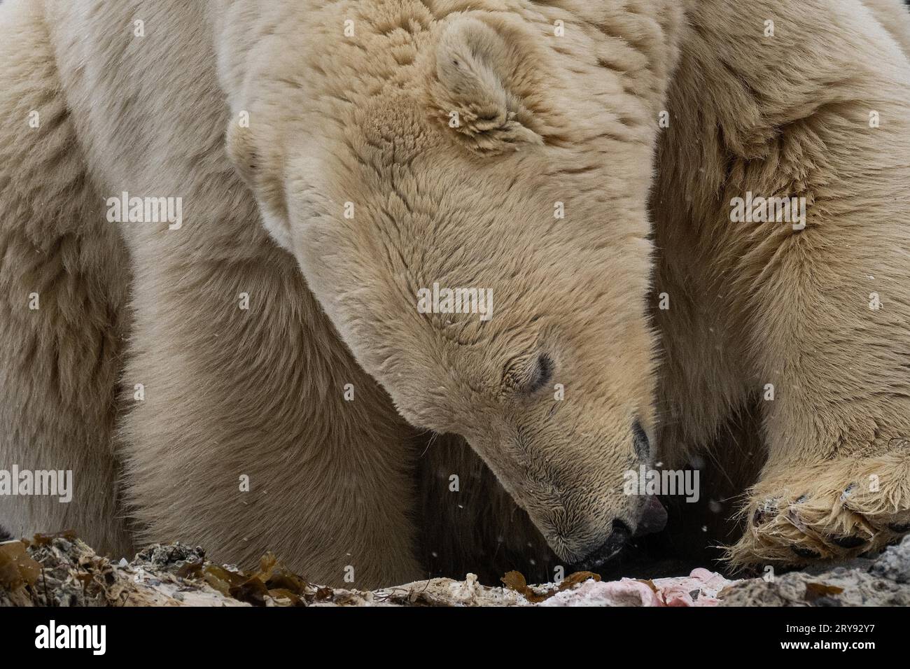 Scavenging polar bear (Ursus maritimus) eating the carcass of a ...