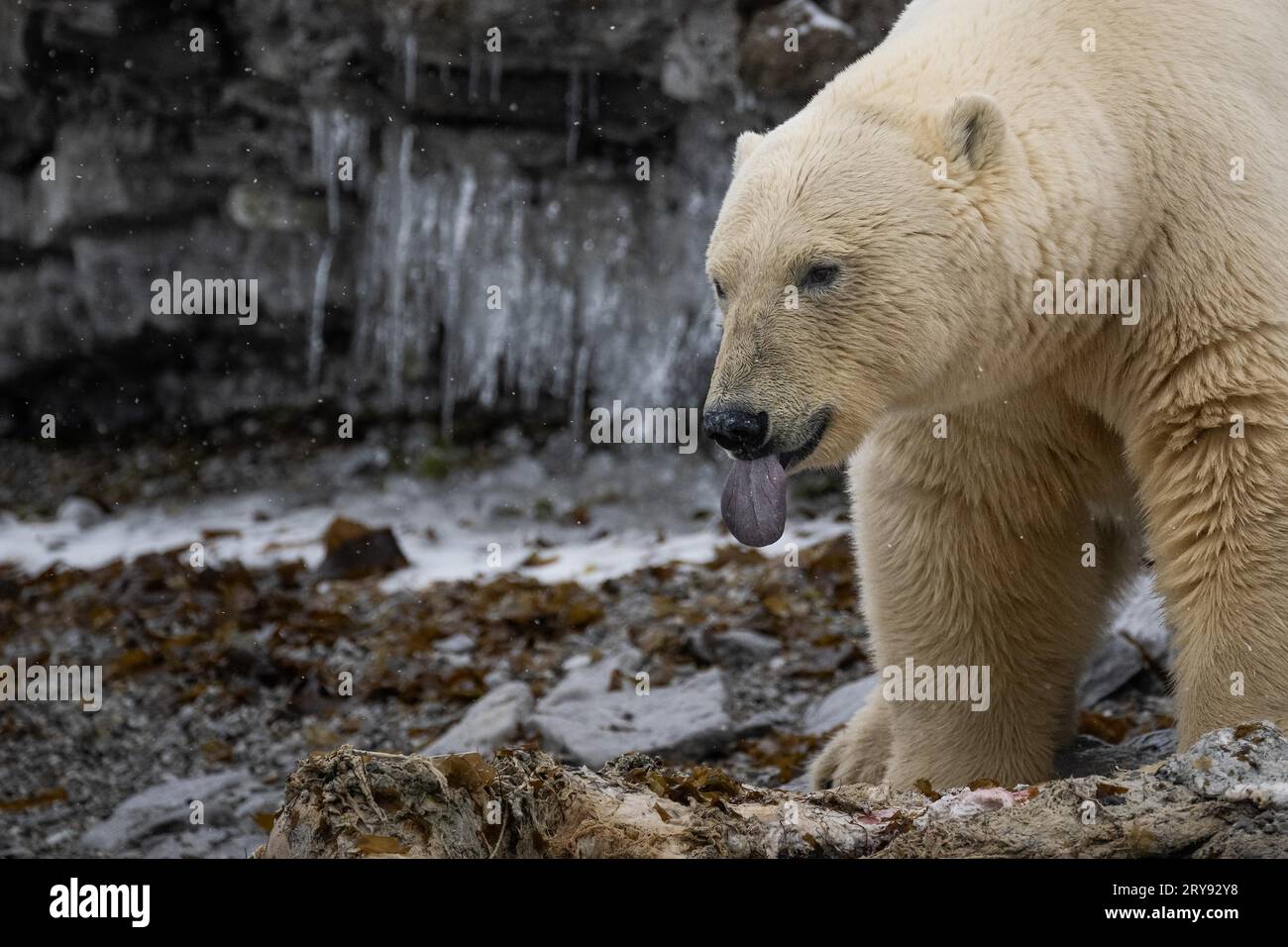 Scavenging polar bear (Ursus maritimus) eating the carcass of a ...