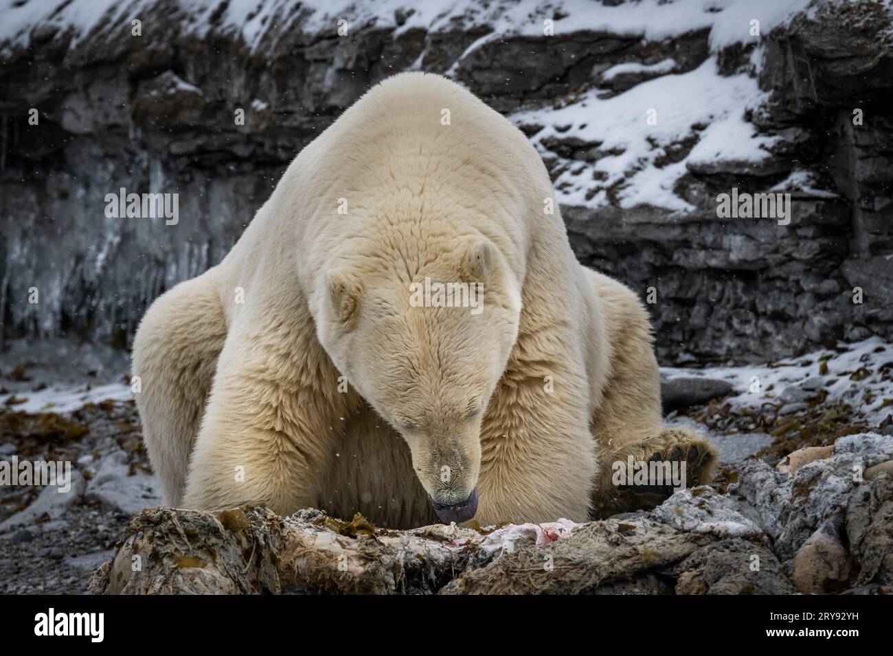 Scavenging polar bear (Ursus maritimus) eating the carcass of a ...