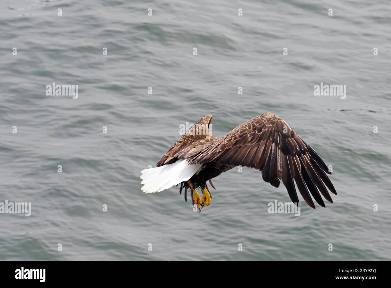Bald eagle in flight, heraldic bird, proud, majestic, Prince Rupert ...