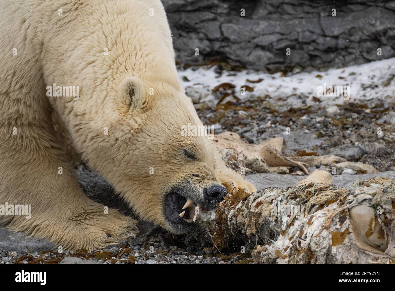 Scavenging polar bear (Ursus maritimus) eating the carcass of a ...