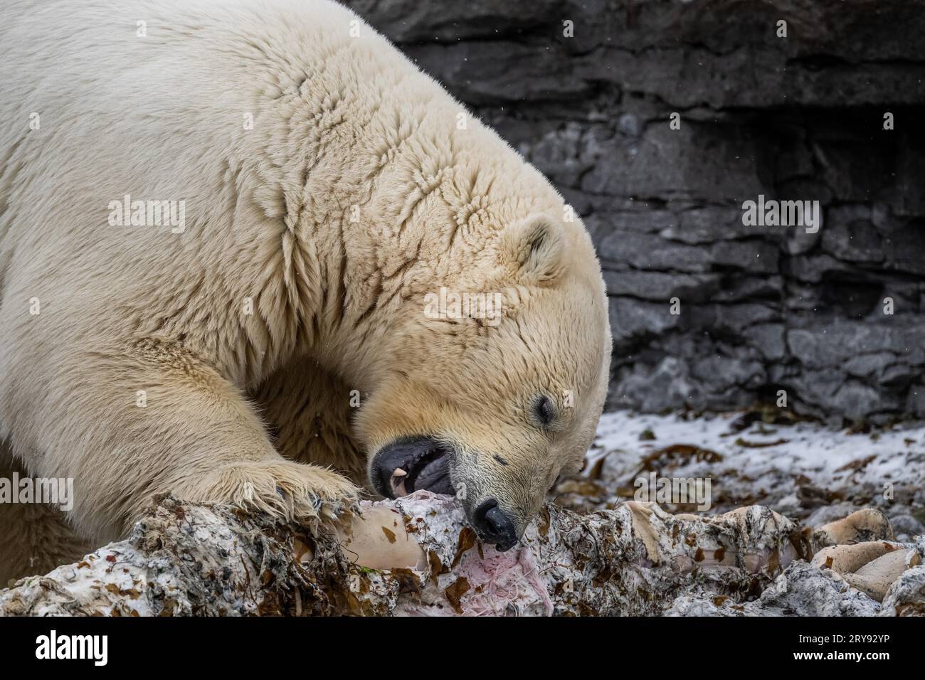 Scavenging polar bear (Ursus maritimus) eating the carcass of a ...