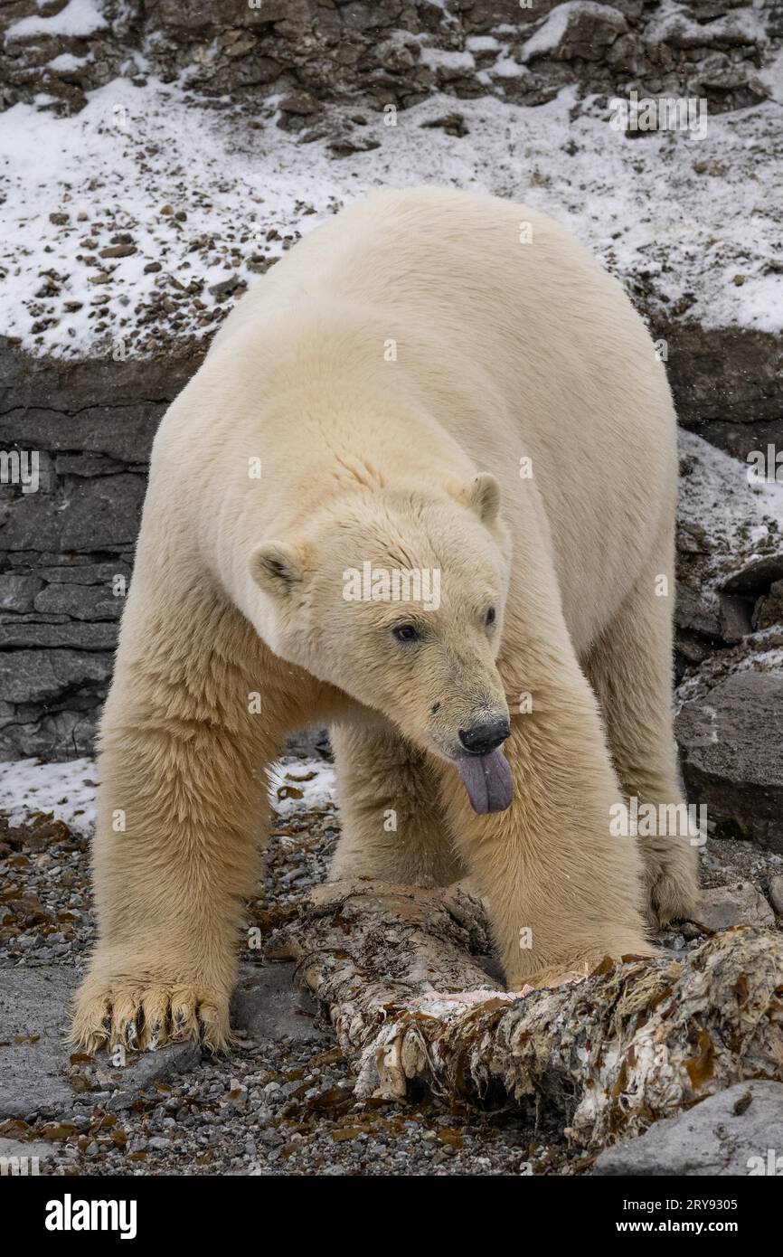 Scavenging polar bear (Ursus maritimus) with tongue sticking out eating ...