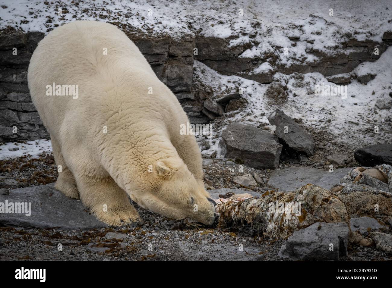 Scavenging polar bear (Ursus maritimus) eating the carcass of a ...