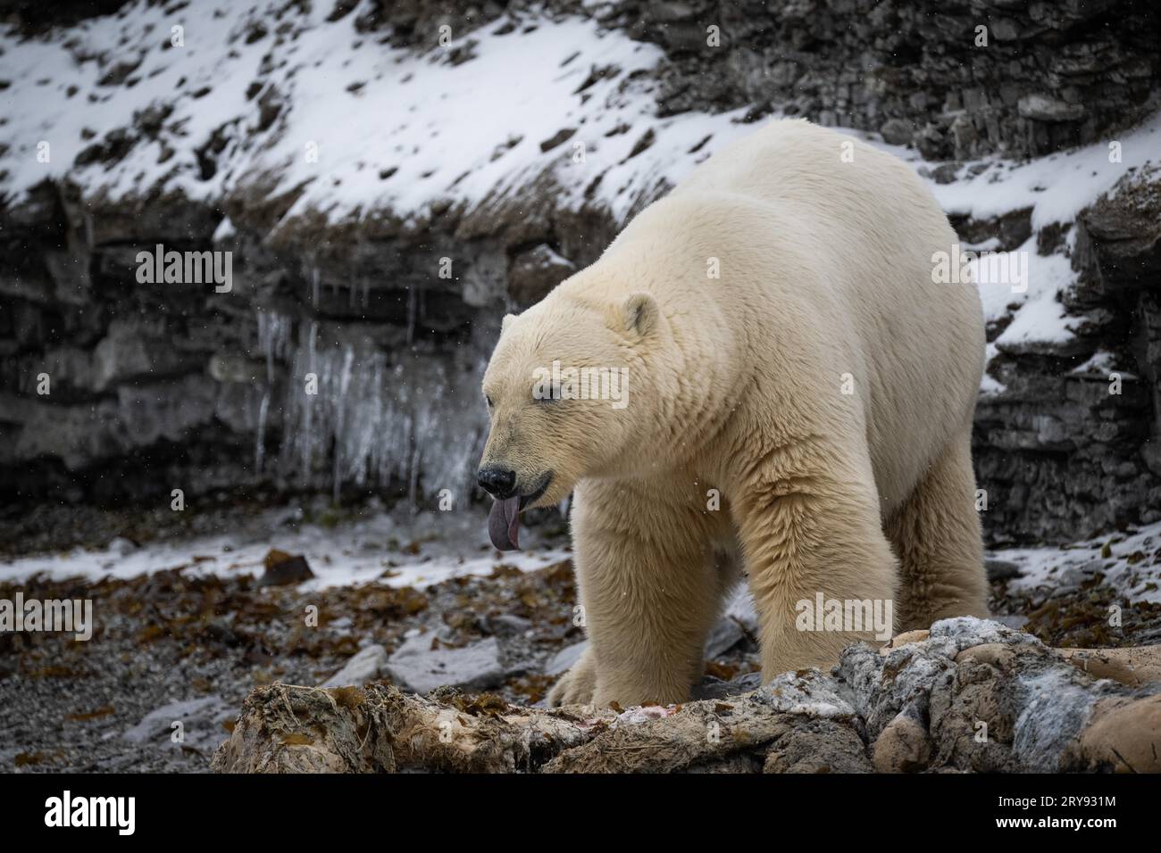 Scavenging polar bear (Ursus maritimus) eating the carcass of a ...