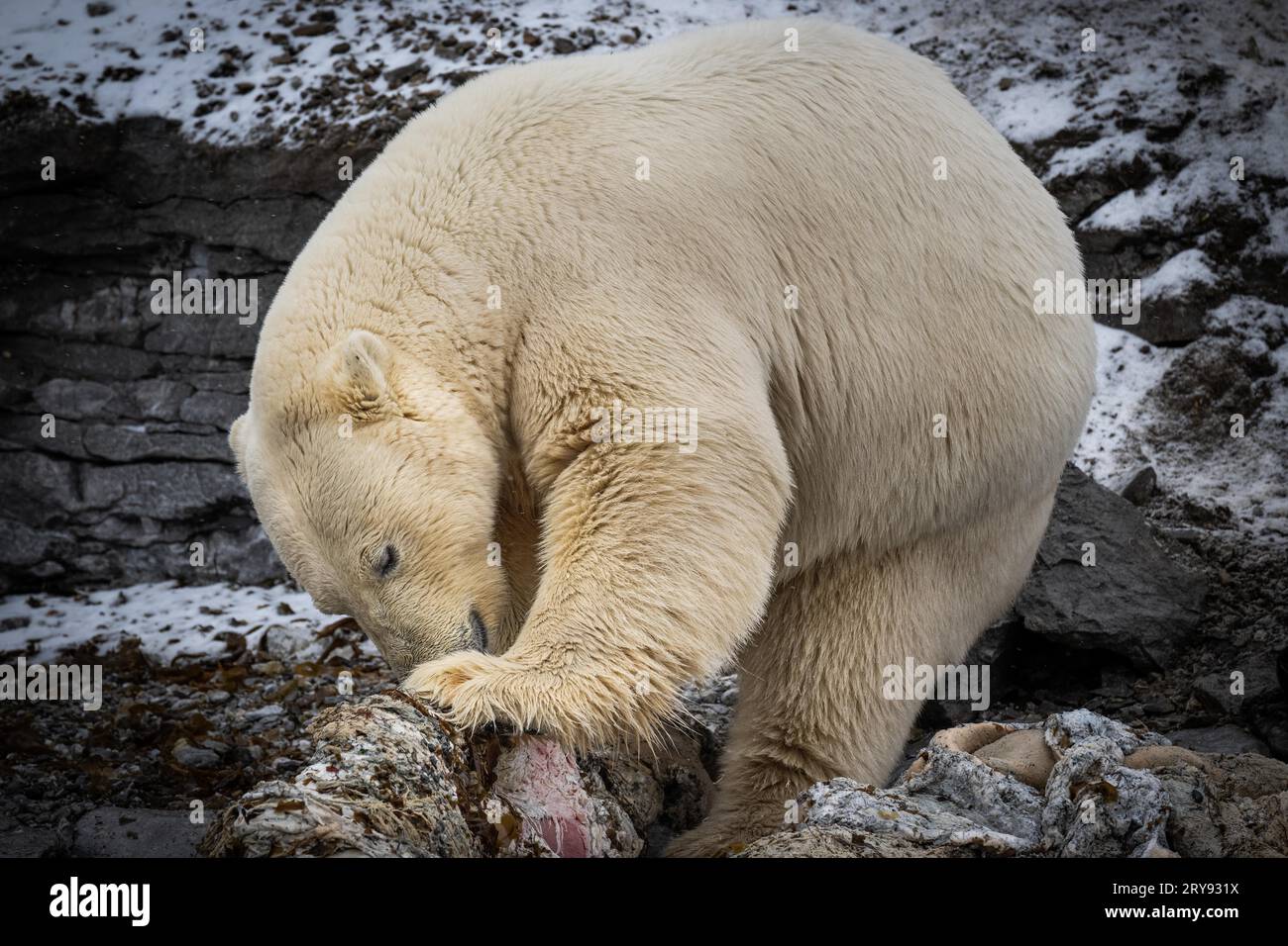 Scavenging polar bear (Ursus maritimus) eating the carcass of a ...