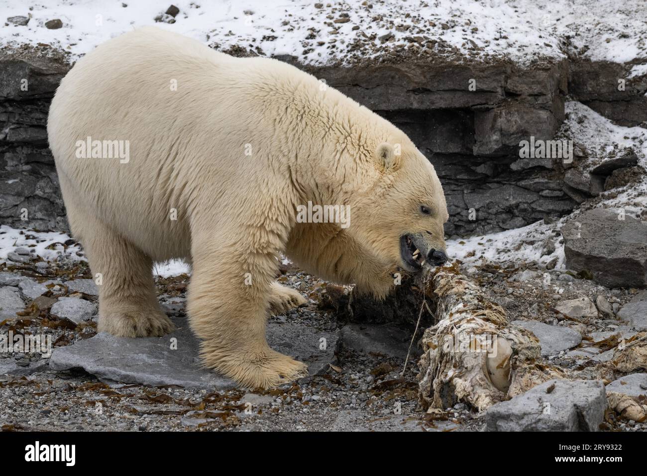 Scavenging polar bear (Ursus maritimus) eating the carcass of a ...