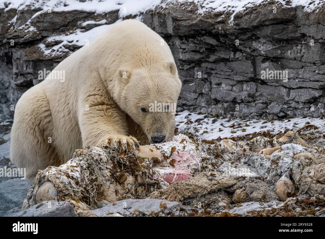 Scavenging polar bear (Ursus maritimus) eating the carcass of a ...