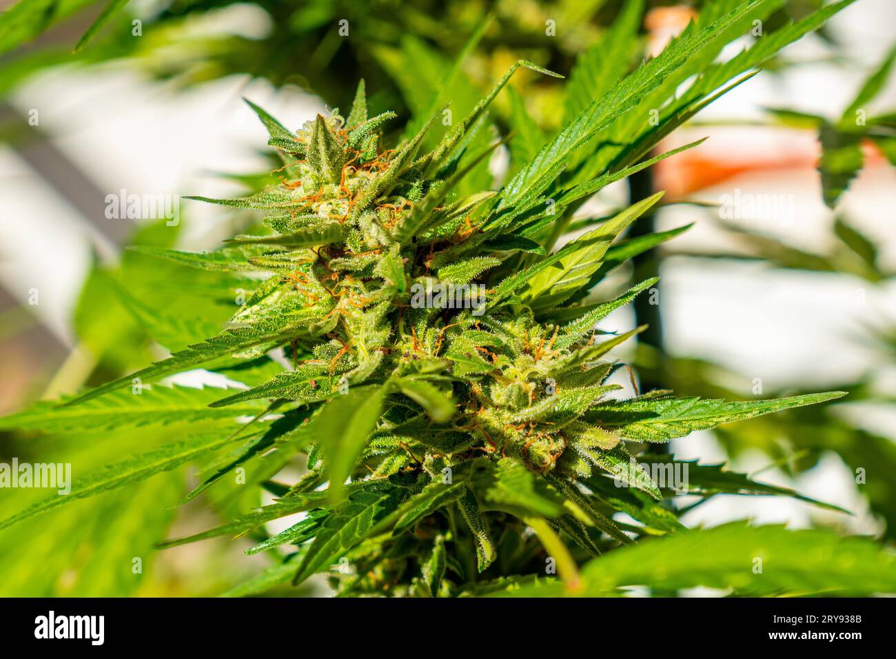 Macro photographs of marijuana buds surrounded by leaves. The medicinal ...