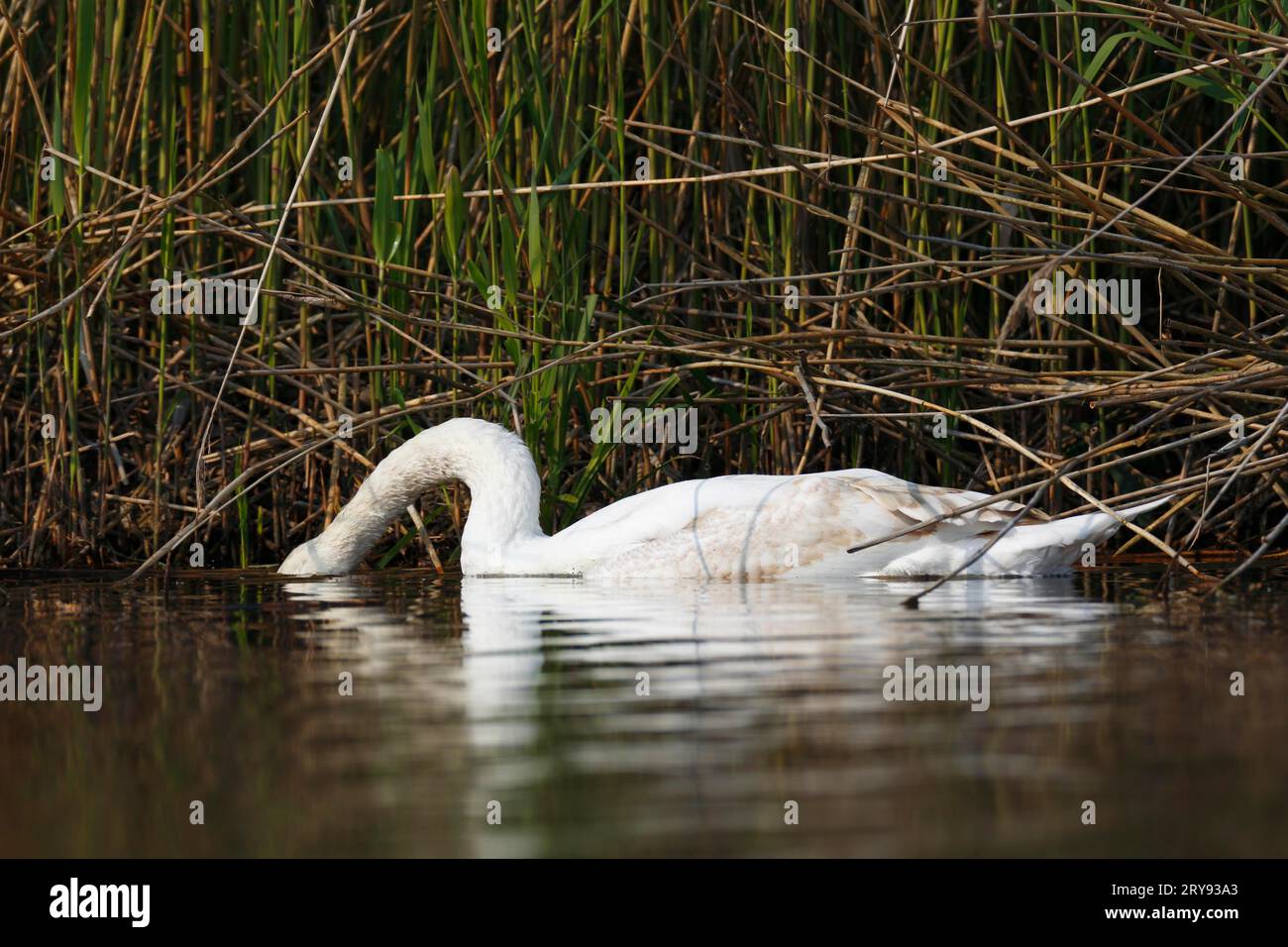 Mute Swan (Cygnus olor), adult bird dying, Peene Valley River Landscape ...