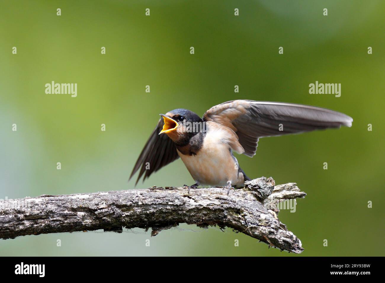 Barn swallow (Hirundo rustica), young on a branch, fledgling begging ...