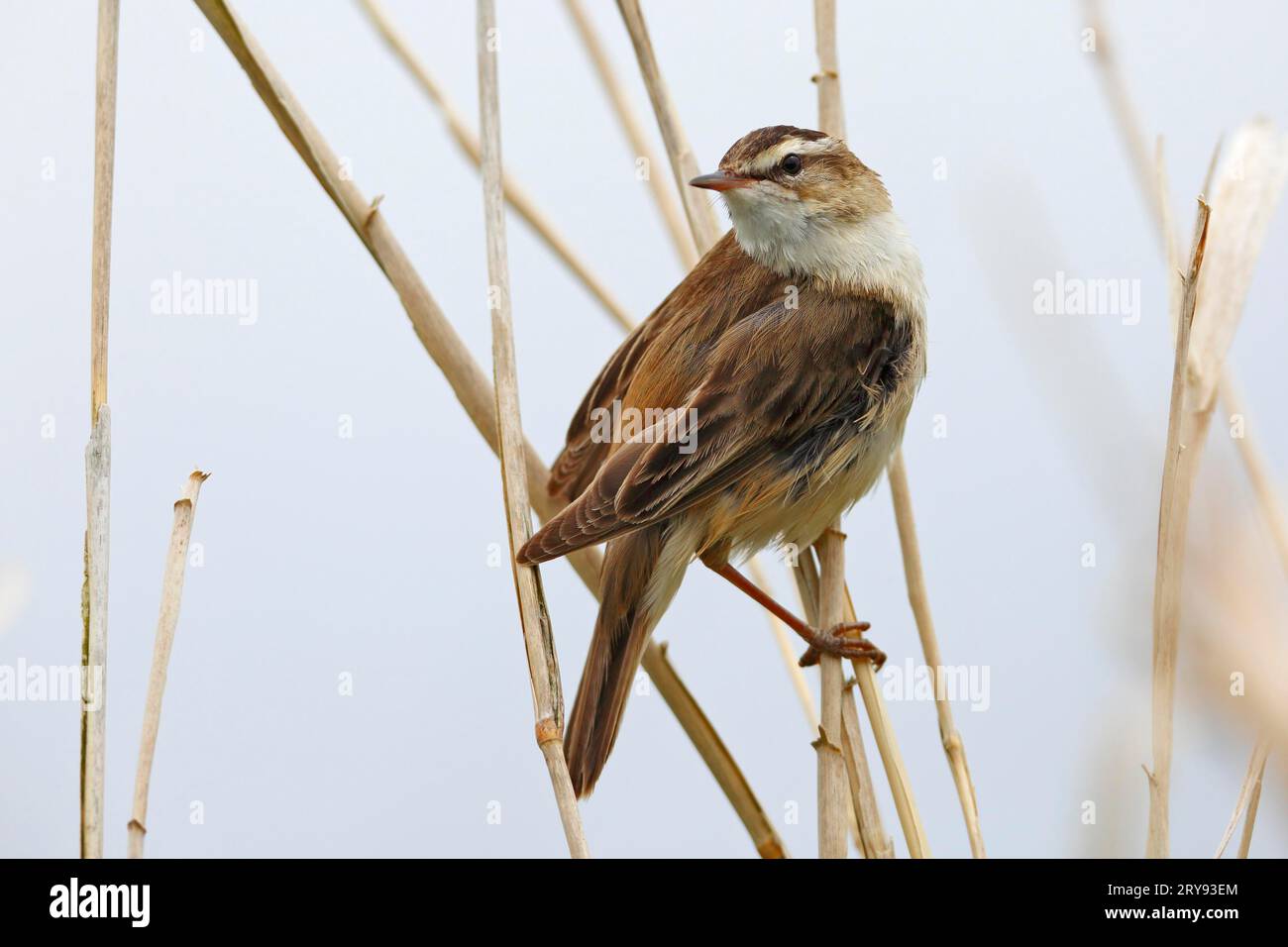 Sedge warbler (Acrocephalus schoenobaenus), adult bird in the reeds on a stalk, Flusslandschaft ...