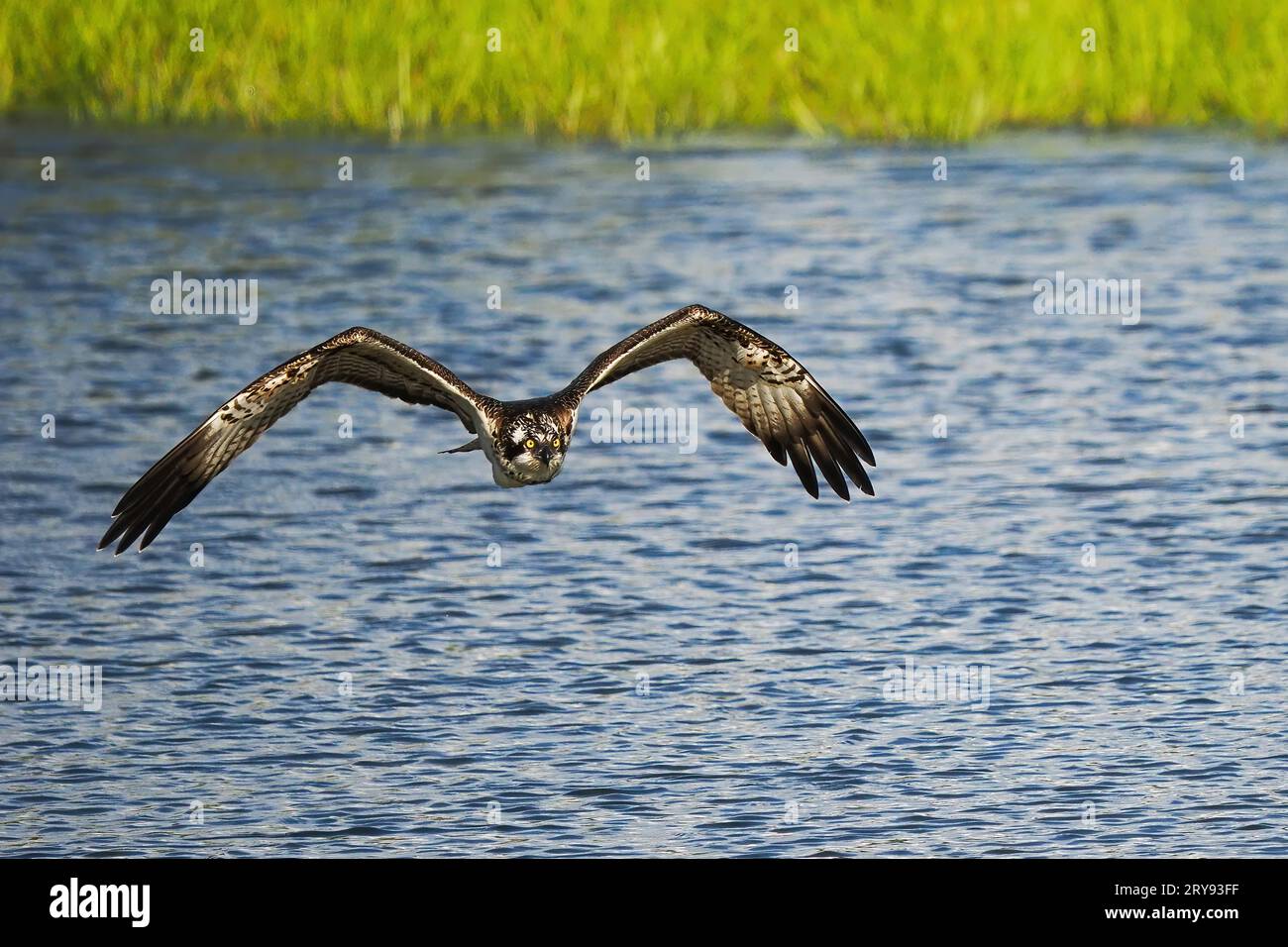 Western osprey (Pandion haliaetus), flying over water surface, frontal ...
