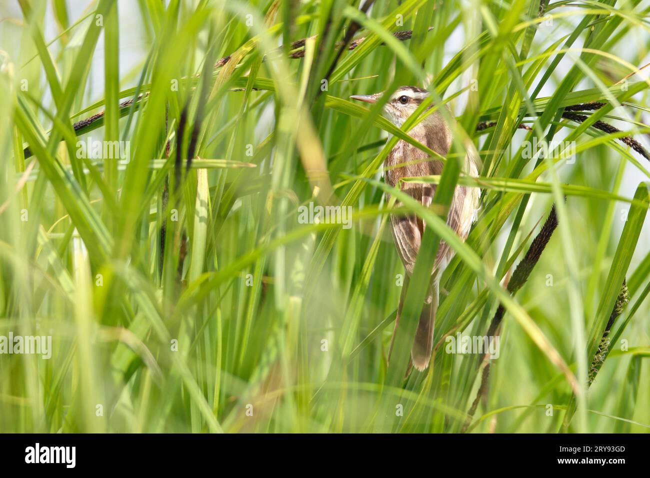Sedge warbler (Acrocephalus schoenobaenus), old bird in breeding territory, old bird in riparian ...