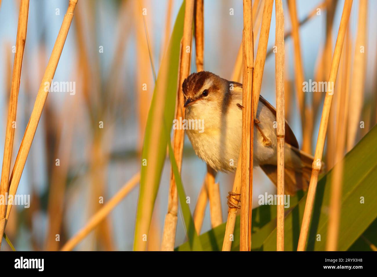 Sedge warbler (Acrocephalus schoenobaenus), adult bird in the reeds on a stalk, Flusslandschaft ...