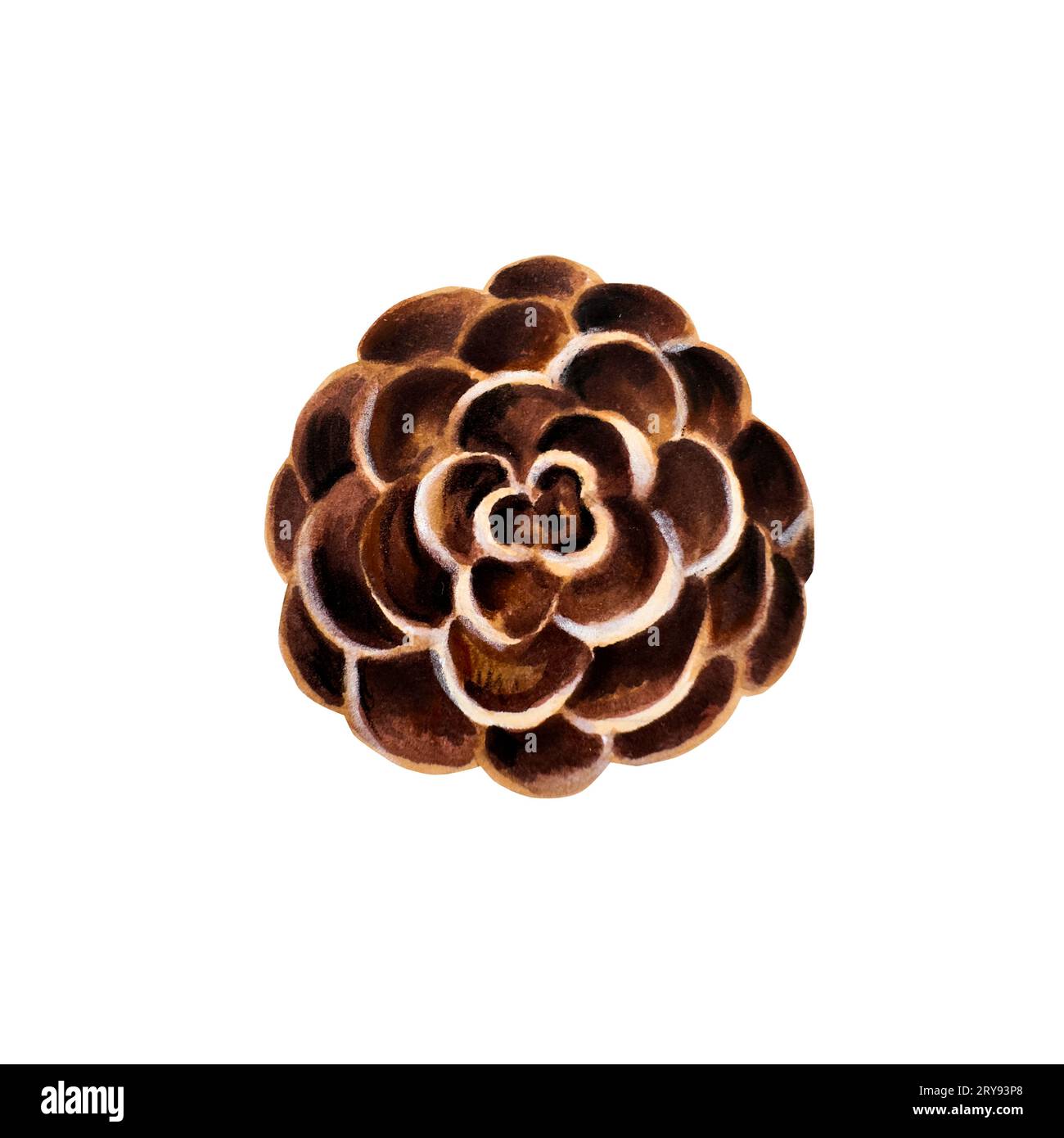 Watercolor hand drawn cone. New year botanical illustration of pine, spruce, cedar, fir and ...