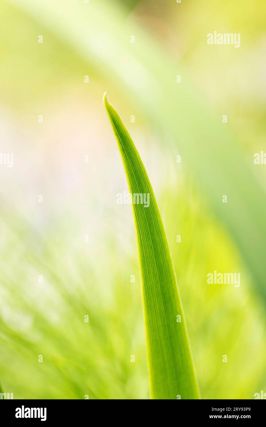 Lily pad detail hi-res stock photography and images - Alamy