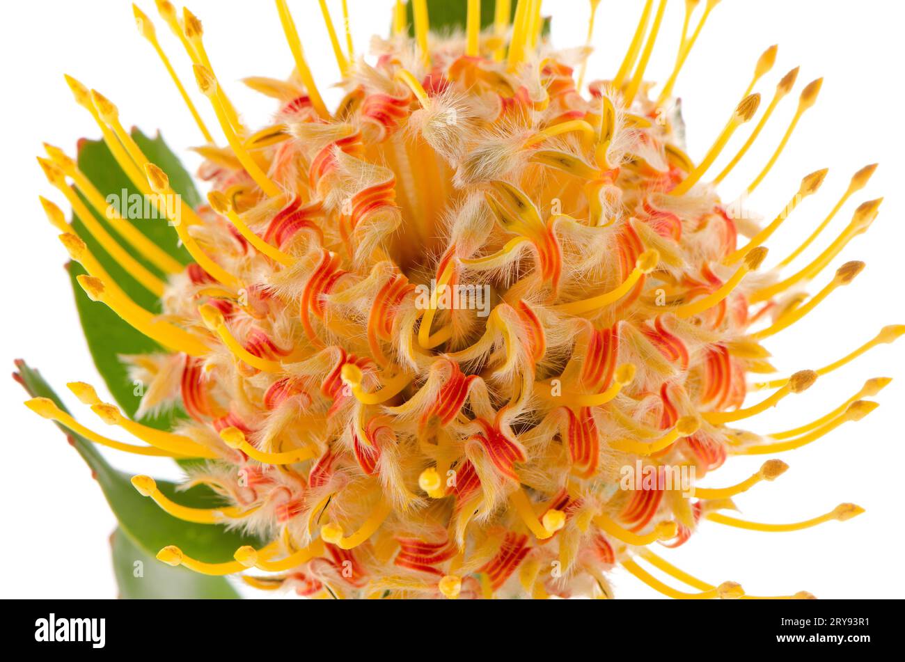 Australian protea hi-res stock photography and images - Alamy