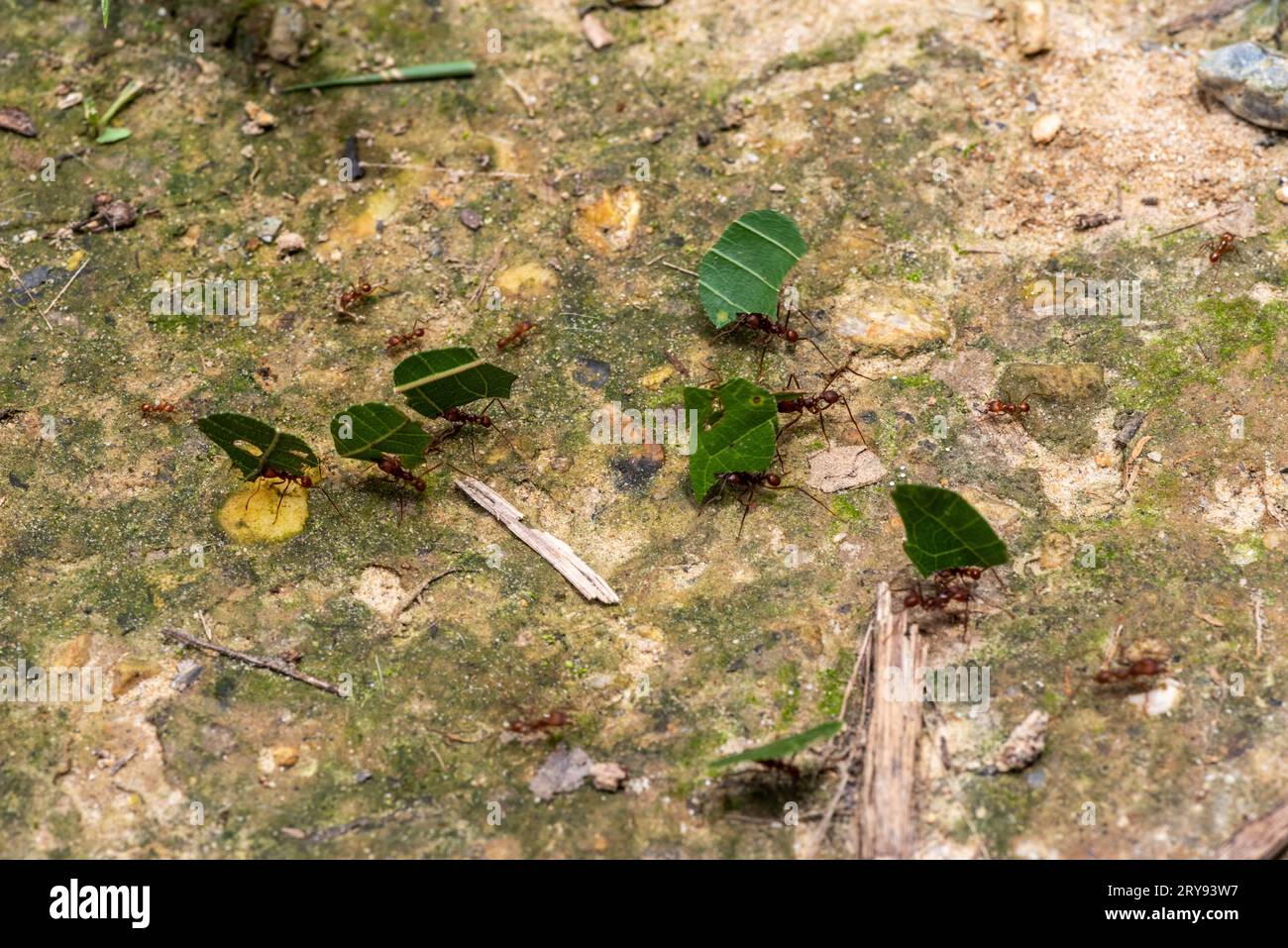 ants cut leaves in the amazonian jungle Stock Photo - Alamy