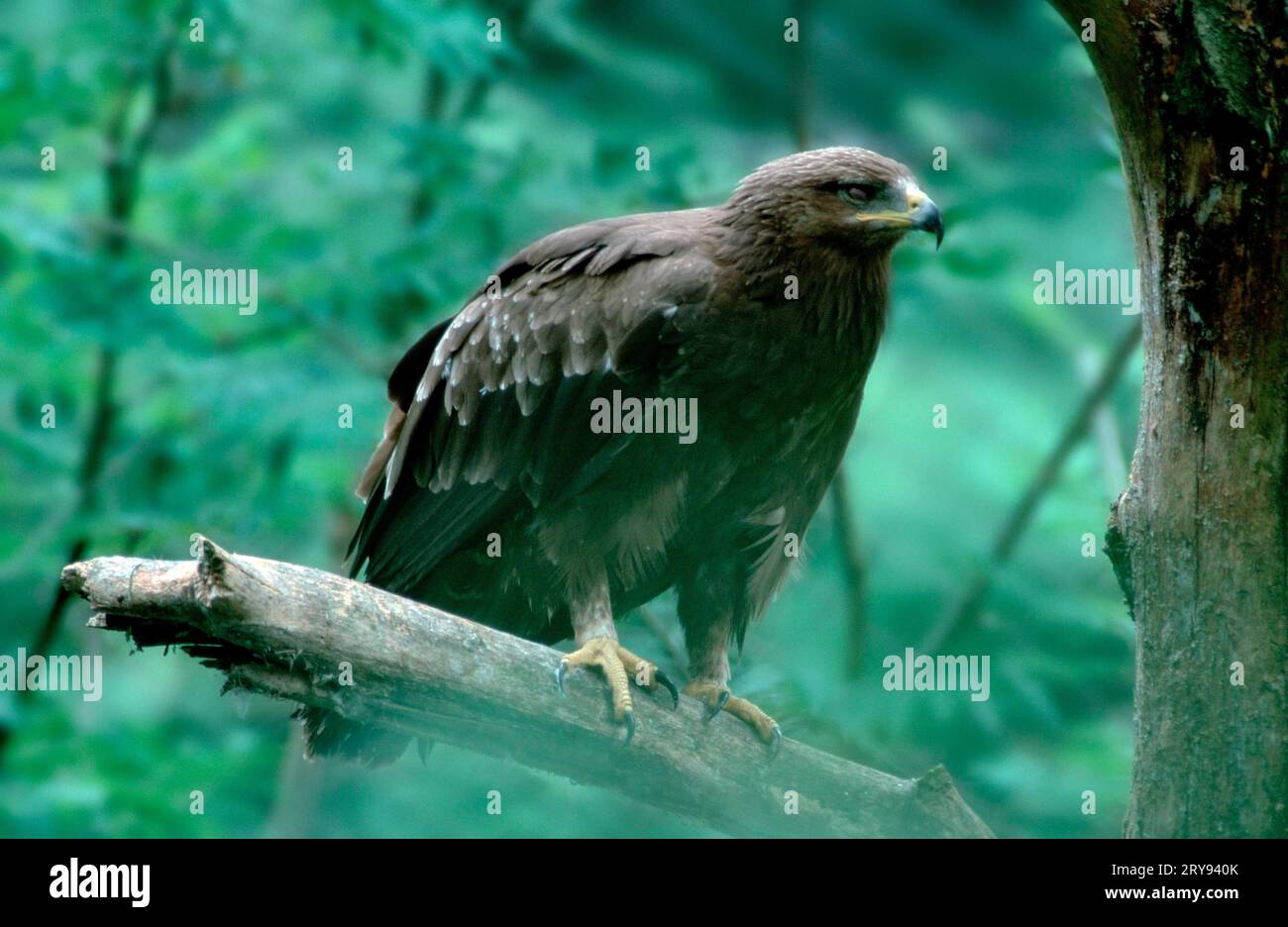 Lesser spotted eagle (Aquila pomarina Stock Photo - Alamy