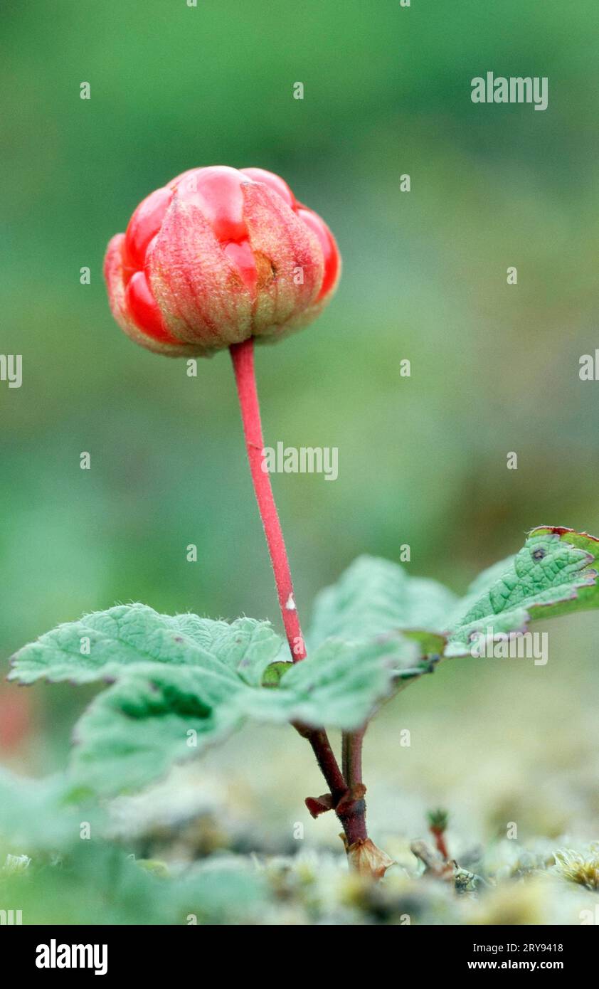 Cloudberry (Rubus chamaemorus), fruit, Lofoten, Norway Stock Photo - Alamy