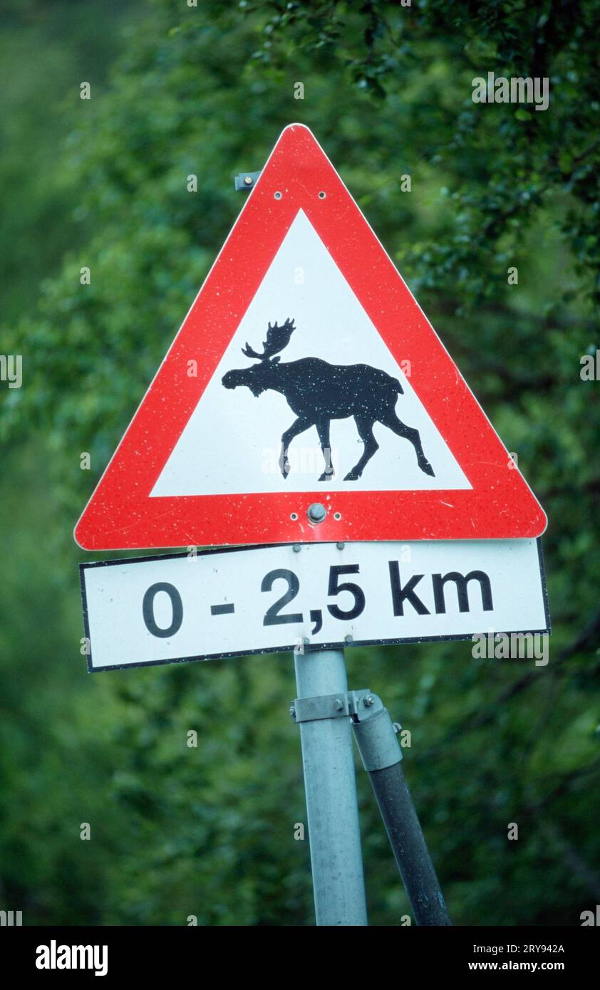 Road sign 'Moose crossing the roadway', Norway Stock Photo - Alamy