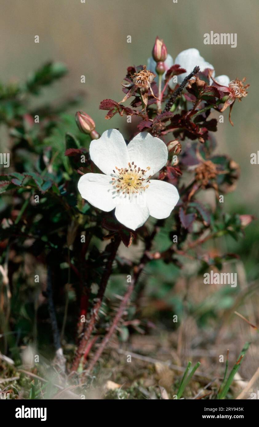 Burnet Rose, Texel (Rosa pimpinellifolia), Netherlands Stock Photo - Alamy