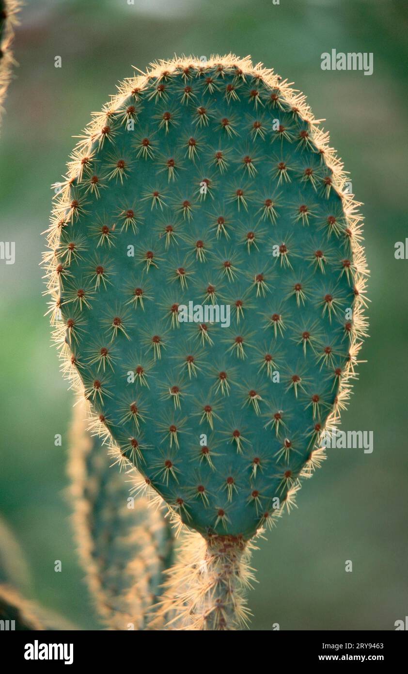 Opuntia maxima hi-res stock photography and images - Alamy