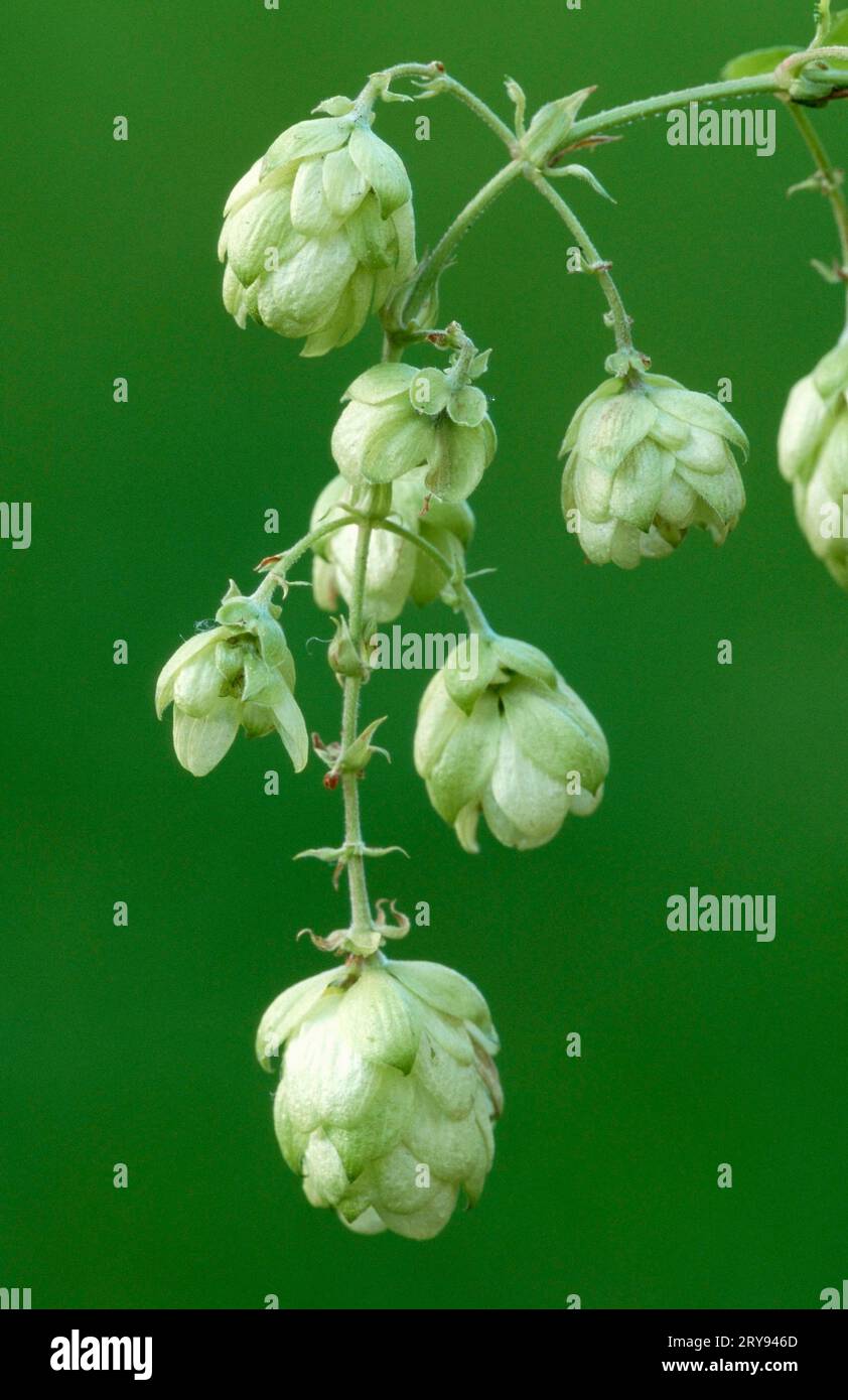 Common hop (Humulus lupulus), North Rhine-Westphalia, Germany Stock ...