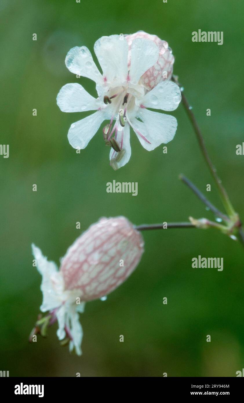 Bladder Campion (Silene vulgaris), Lofotes, Norway Stock Photo - Alamy