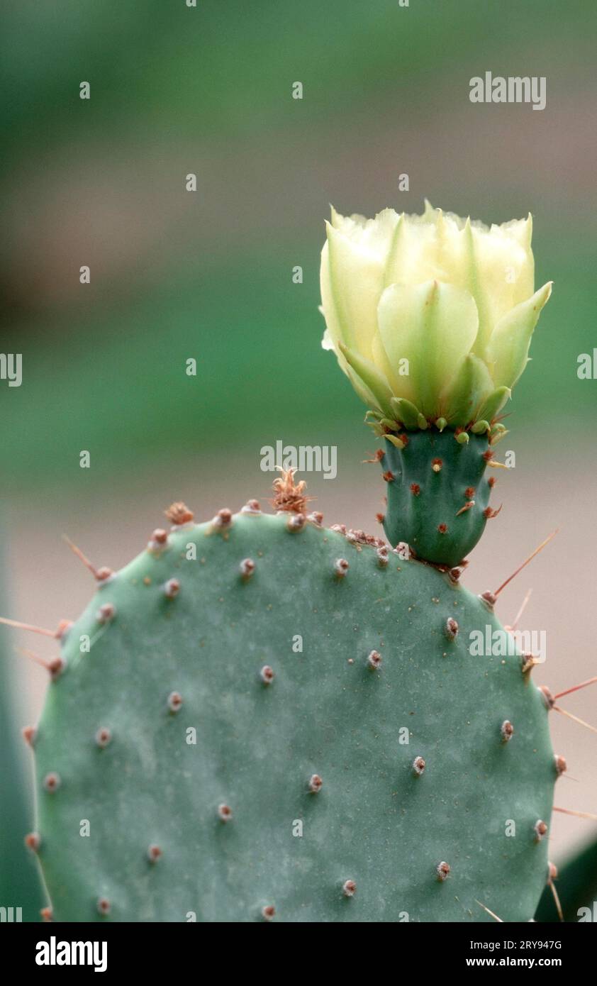 Opuntia maxima hi-res stock photography and images - Alamy